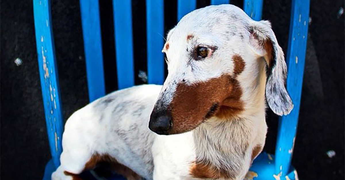 Vitiligo animals still look beautiful (20 Photos)