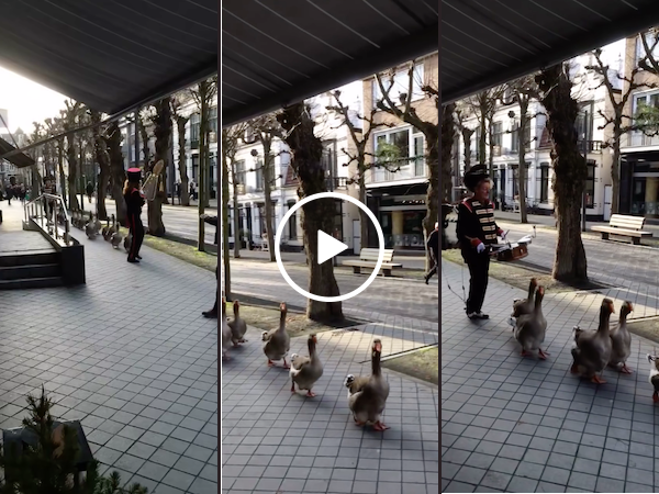 A goose parade with a band is what the internet is all about (Video)