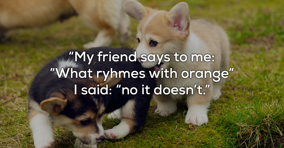 Funny jokes with pictures of puppies to get you through your day