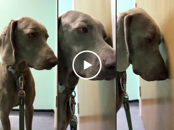 This is your dog on weed; accidentally ingested weed (Video)
