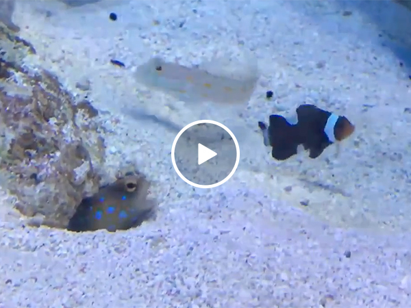 Even fish can be a**holes