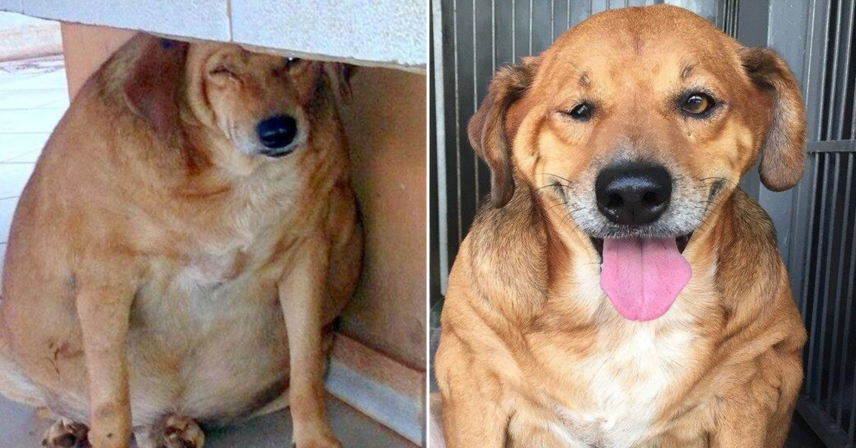 Obese Dogs Before And After