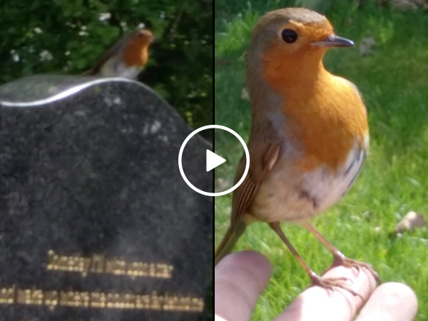 Beautiful moment occurs between Robin and grieving mother (Video)