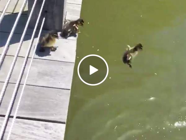 Ducks base jumping for the first time in their lives