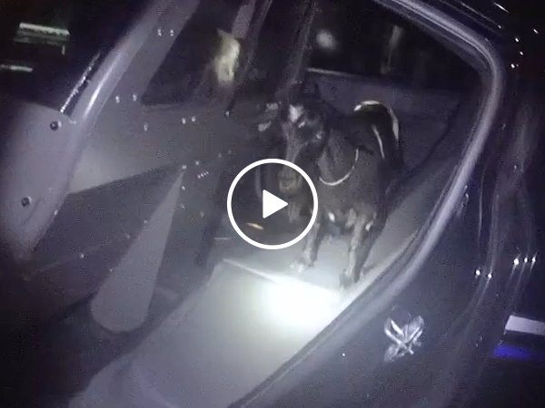 Hilarious video of police arresting a goat (Video)