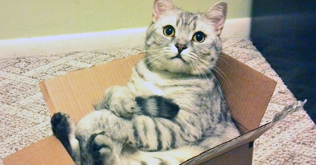 Why do cats love boxes?