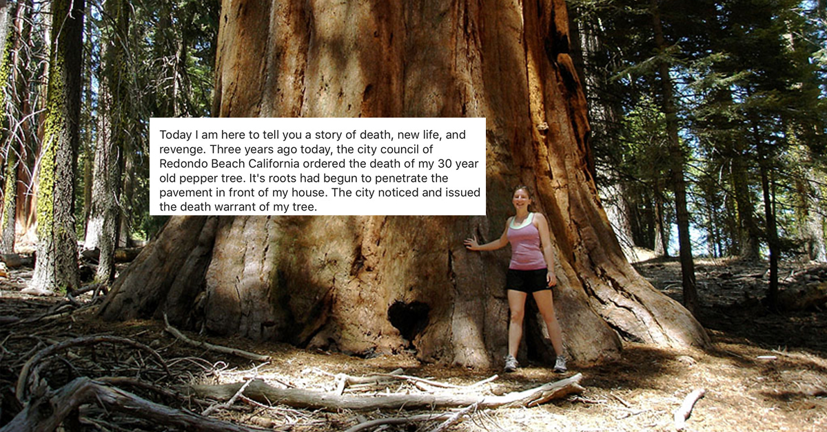 City council killed a man’s 30-year-old tree, but he gets revenge in ...