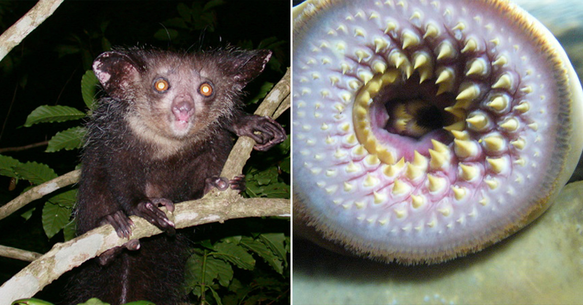 The world is full of odd creatures : theCHIVE