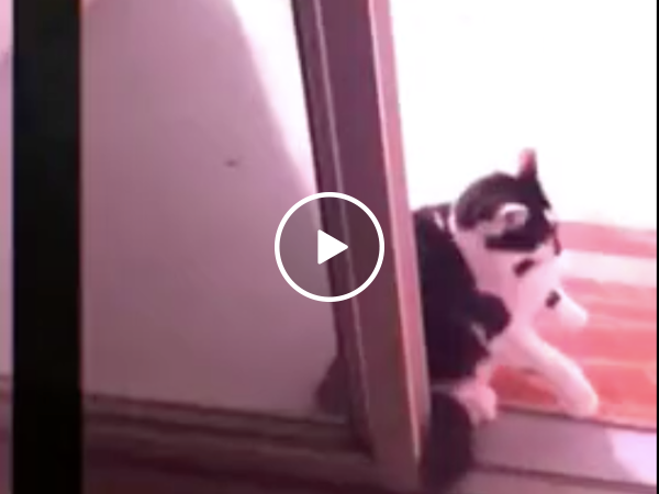 Chilling cat gets the nip scared out of him by lightning (Video)
