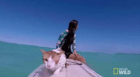 Surfing GIFs will get you PITTED