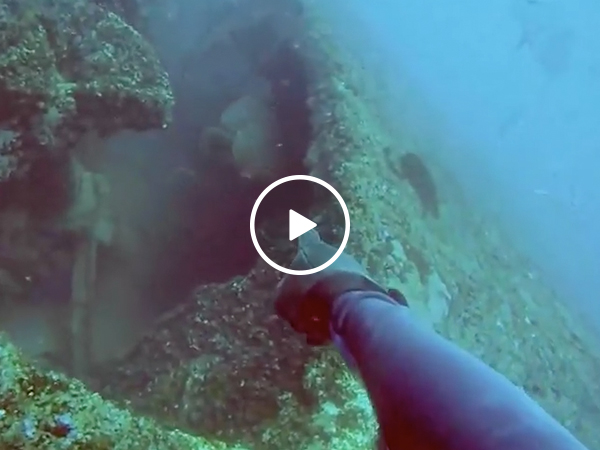 Trolling fish sends scuba diver into a blind rage