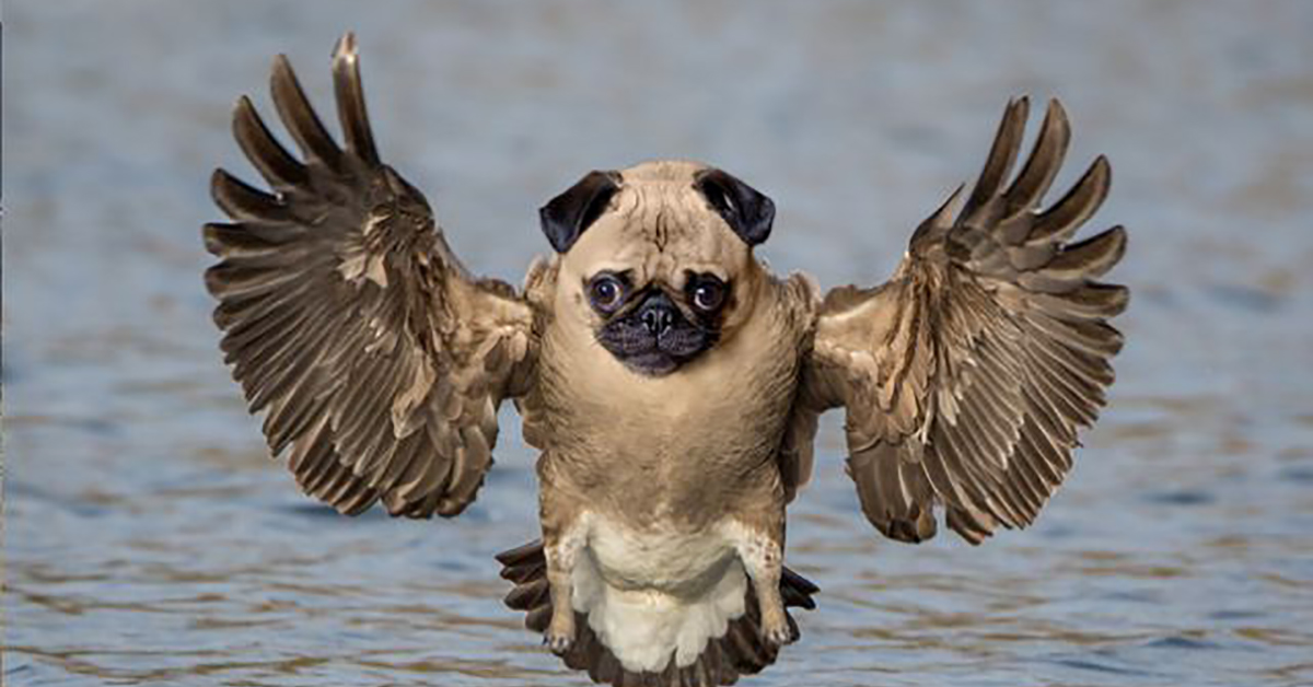 Bizarre animal facts get you over the camel’s hump : theCHIVE