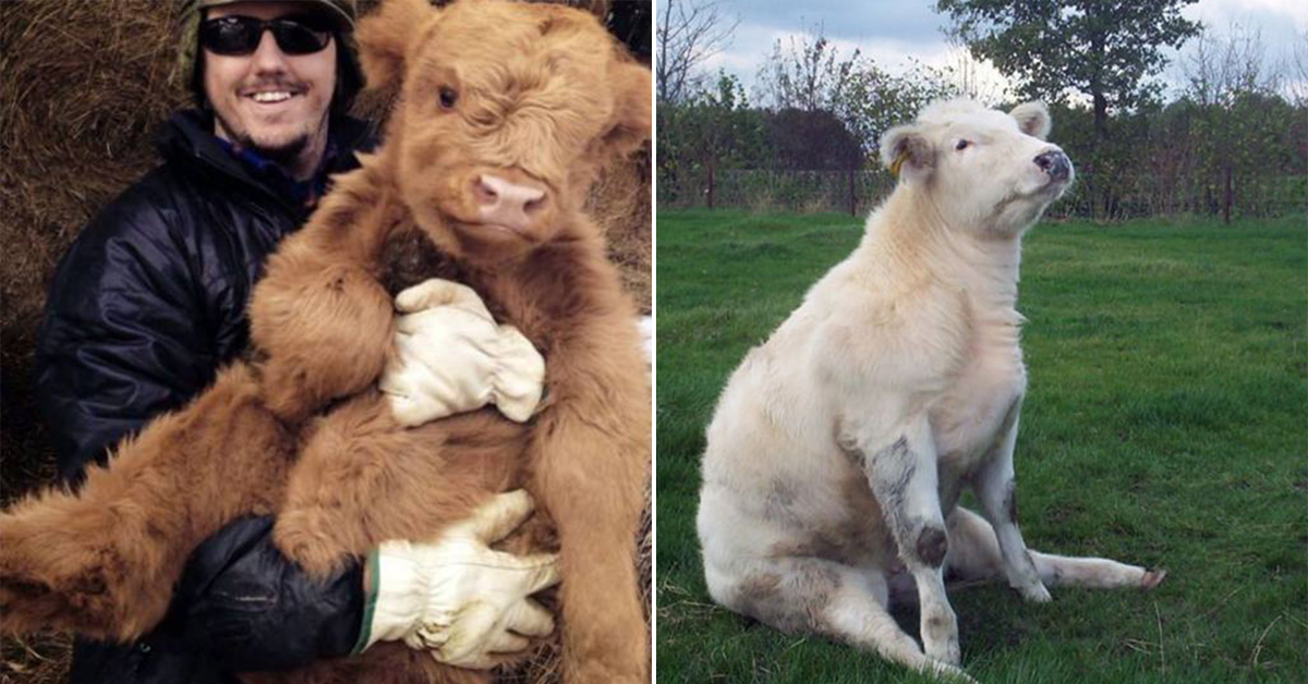 Cows are just big ol' udder dogs