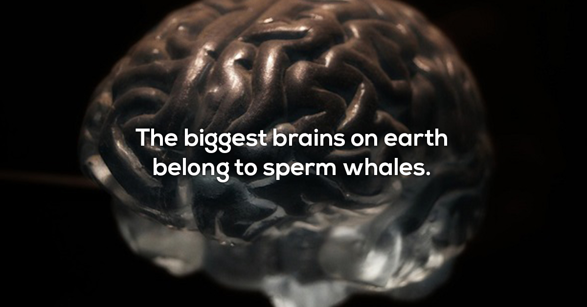 The human brain is unbelievably awesome