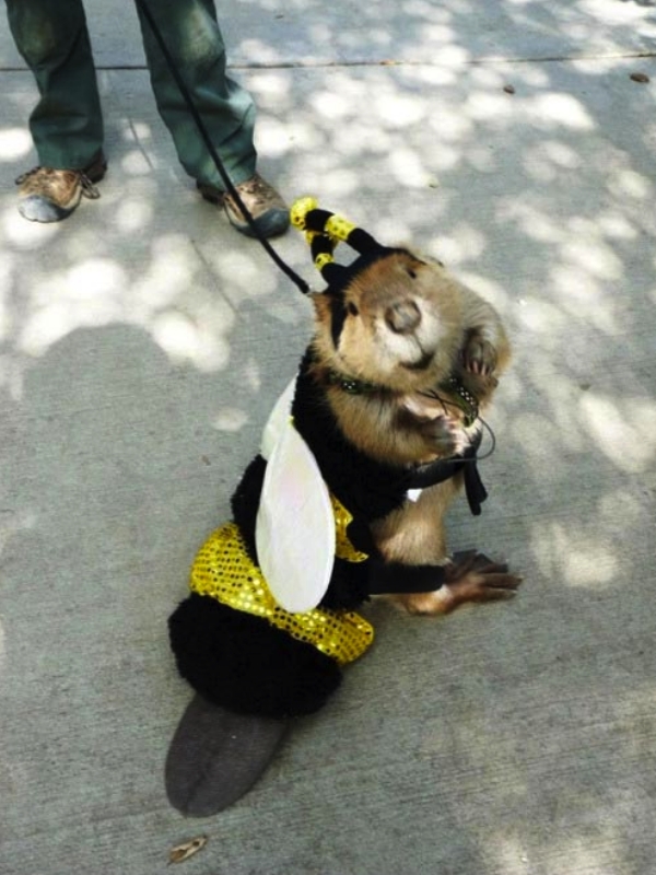 Funniest Pet Costumes