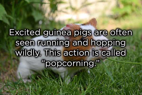 Animal facts that will make you feel just a little more 'normal'