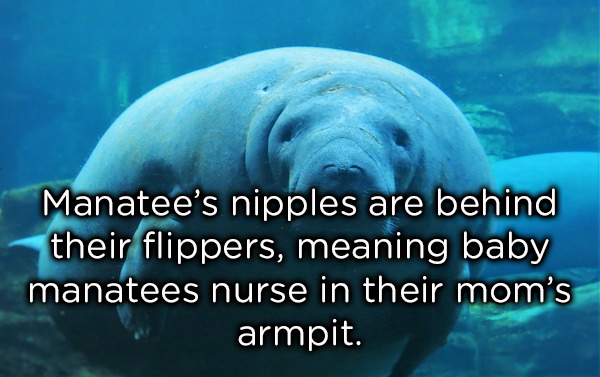 Animal facts that will make you feel just a little more 'normal'