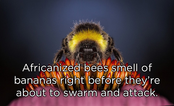 Animal facts that will make you feel just a little more 'normal'