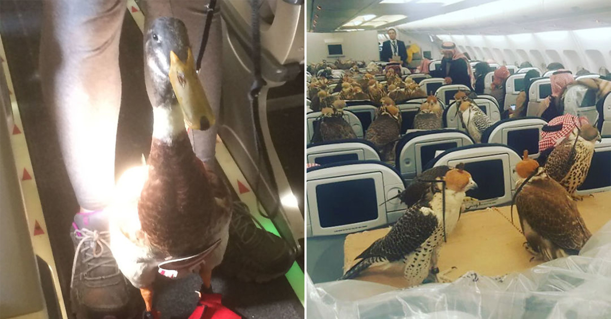 Sna– no, awesome animals on a plane