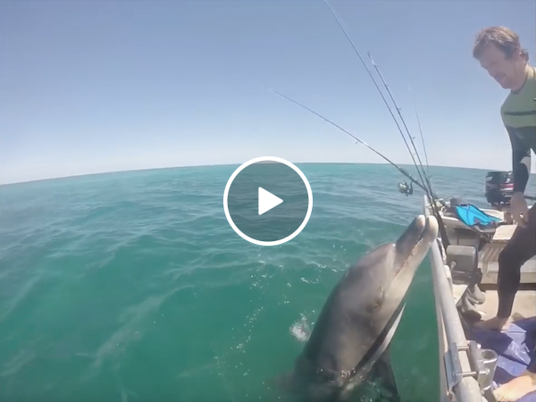 Adorable dolphin just wants to welcome you to his home (Video)