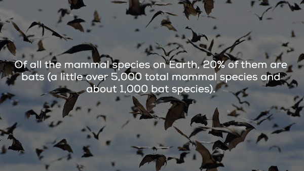 Puzzling statistics that are strange, but incredibly true (26 Photos)