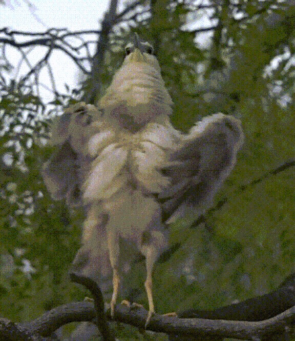 Bizarre mating dances from around the animal kingdom