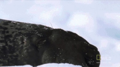 Bizarre mating dances from around the animal kingdom