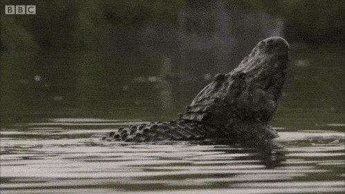 Bizarre mating dances from around the animal kingdom