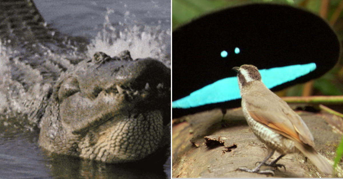 Bizarre mating dances from around the animal kingdom