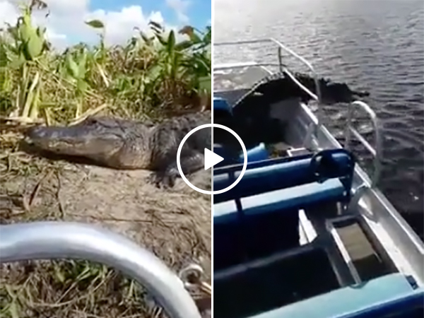 Alligator Scares The Crap Out of Tourists
