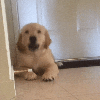 Golden retrievers are 24k pure