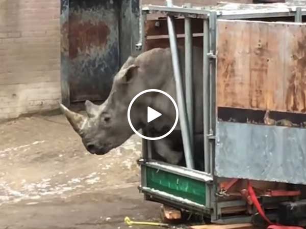 Rhino Nearly Breaks Out Of Animal Jail