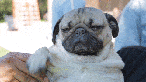 The most popular GIF's of the year according to Giphy