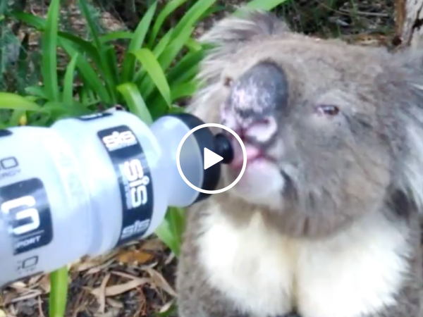 Cyclist stops to give dehydrated Koala some water during heatwave