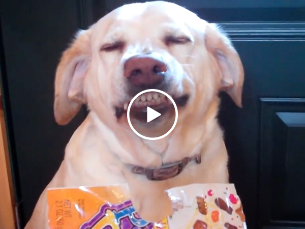 R.I.P Denver the Guilty Dog (Video)