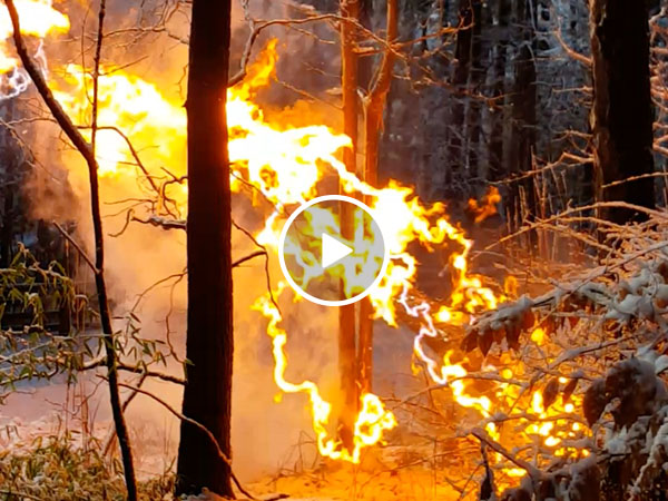 Fallen power line creates crazy pulsing fire in tree (Video)