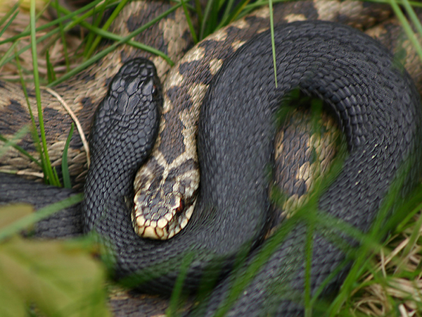 The world's most dangerous snakes (32 HQ Photos)