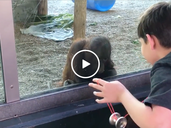 It's a monkeying-around kind of day for this yo-yo loving guy (Video)