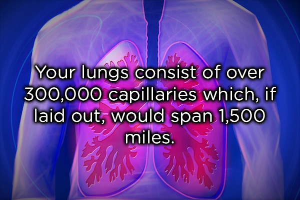 Amazing facts about the human body