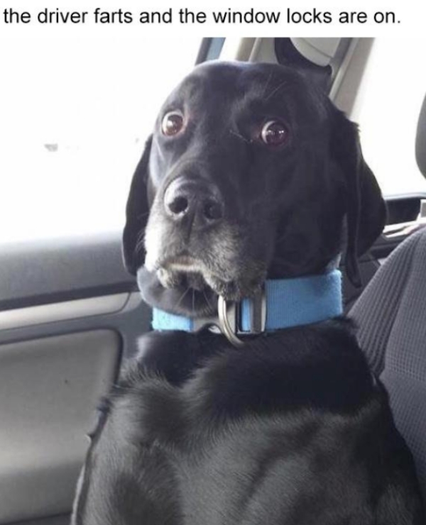 Bad Driving Memes Funny Photos theChive.com 2018