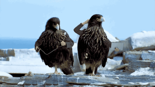Birds With Arms GIFs Are The Gift You Never Knew You Needed (20 Gifs)