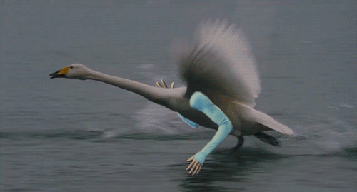Birds With Arms GIFs Are The Gift You Never Knew You Needed (20 Gifs)