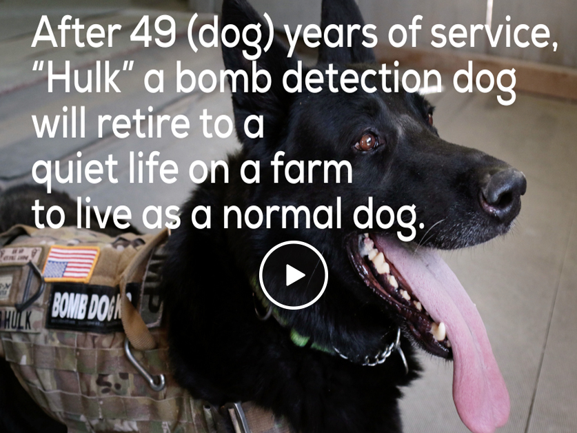 Service Dog K9 “Hulk” Retires after 49 dog years Detecting Bombs Video