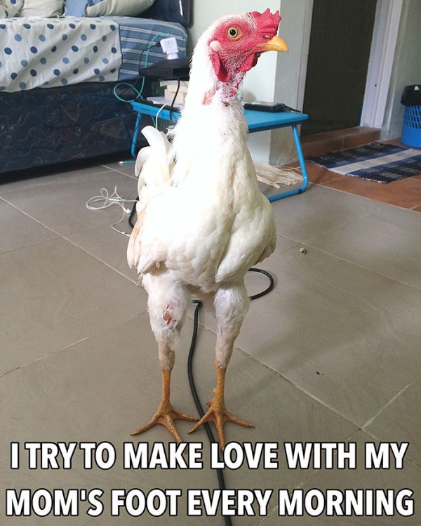 "Chicken Crimes" Deserve "Chicken Shames" (30 Photos)