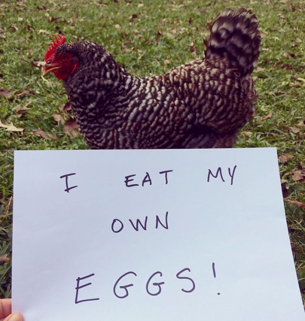 "Chicken Crimes" Deserve "Chicken Shames" (30 Photos)