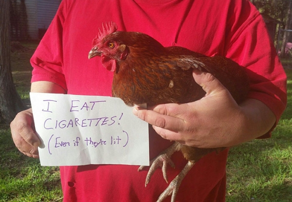 "Chicken Crimes" Deserve "Chicken Shames" (30 Photos)