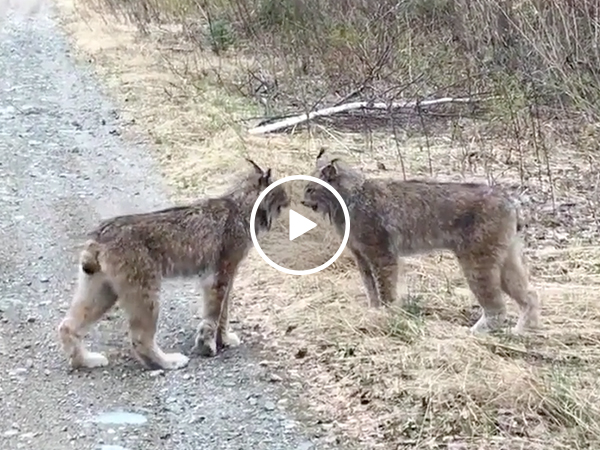 Lynxes screaming at each other is the weirdest noise you'll hear today