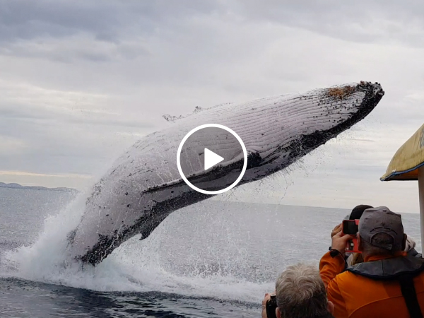 This is like hitting the lottery of whale watching (Video)