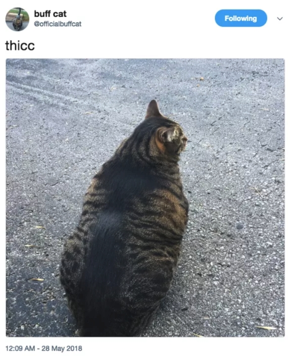 'Swol Cat' Is the Buff Cat The Internet Deserves
