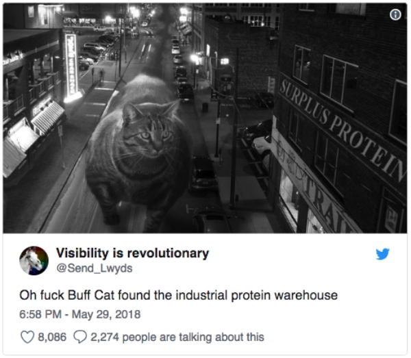 'Swol Cat' Is the Buff Cat The Internet Deserves